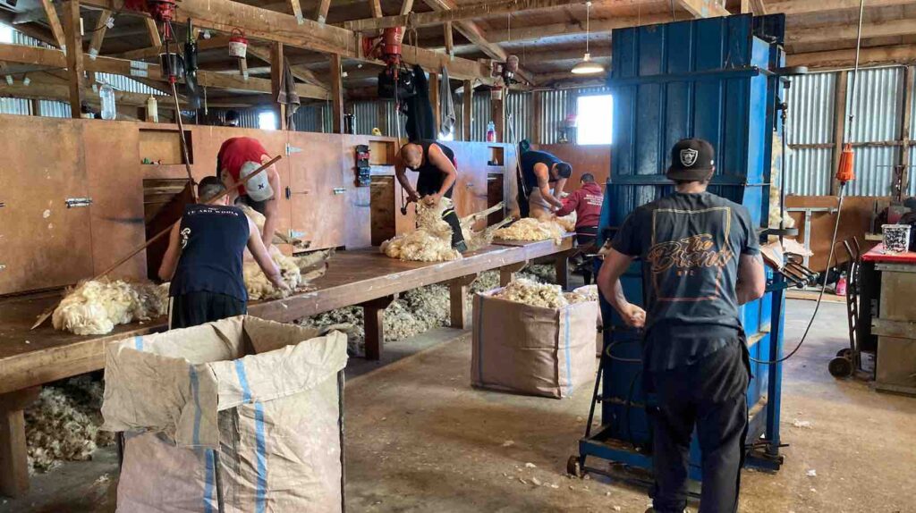 The sheep shearing family flying the Pacific flag in the Deep South