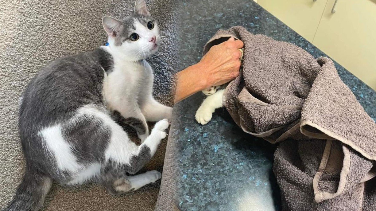 Cat killing spree by dogs in South Auckland under control, says council ...